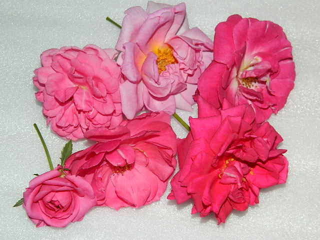 Non fading yellow and VERY disease resistant - General Discussion ...